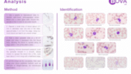 Cytology Wall Chart