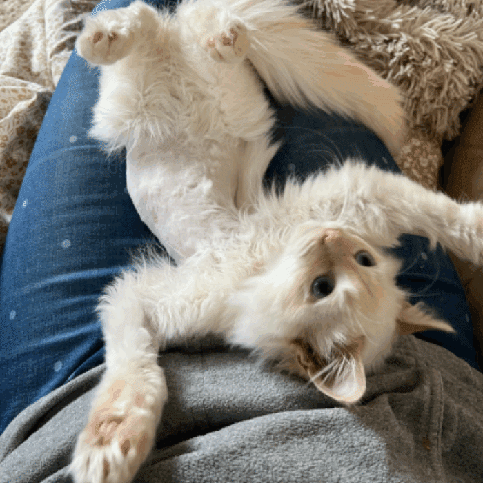 Meet Teddy - FIP SURVIVORS